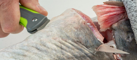 Five Essential Tools for Angling Adventures - Smith's Consumer Products