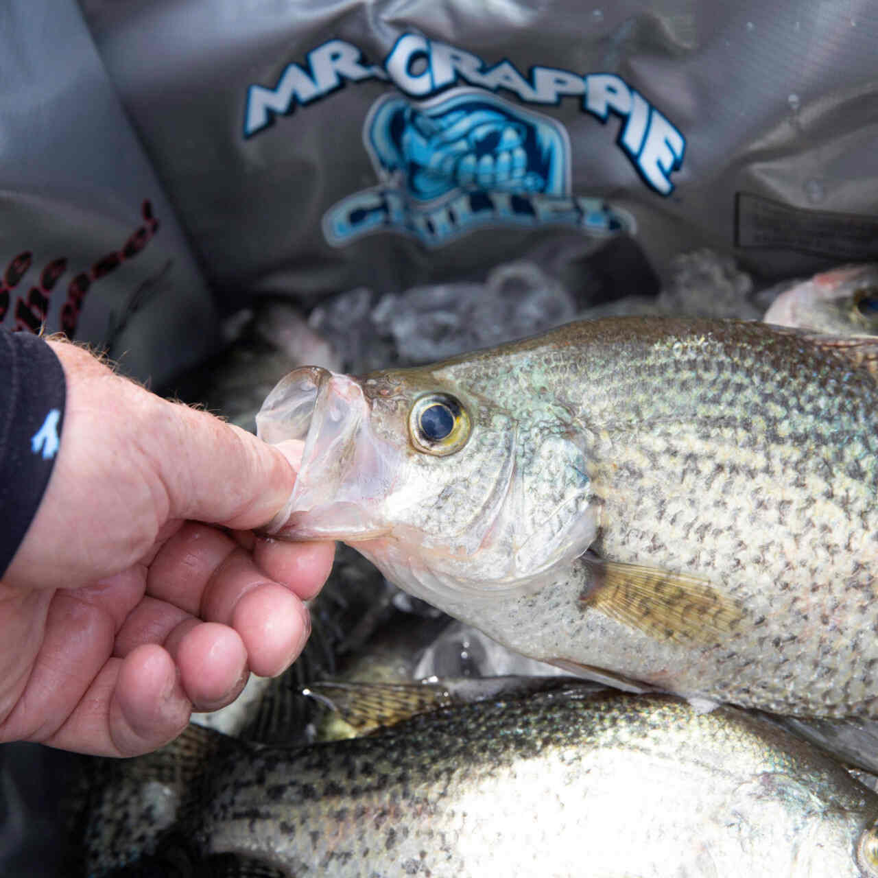 HOW TO CATCH & RELEASE FISH THE RIGHT WAY - Smith's Consumer Products