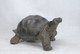 27" Extra Large Tortoise Outdoor Garden Statue | Pool Central