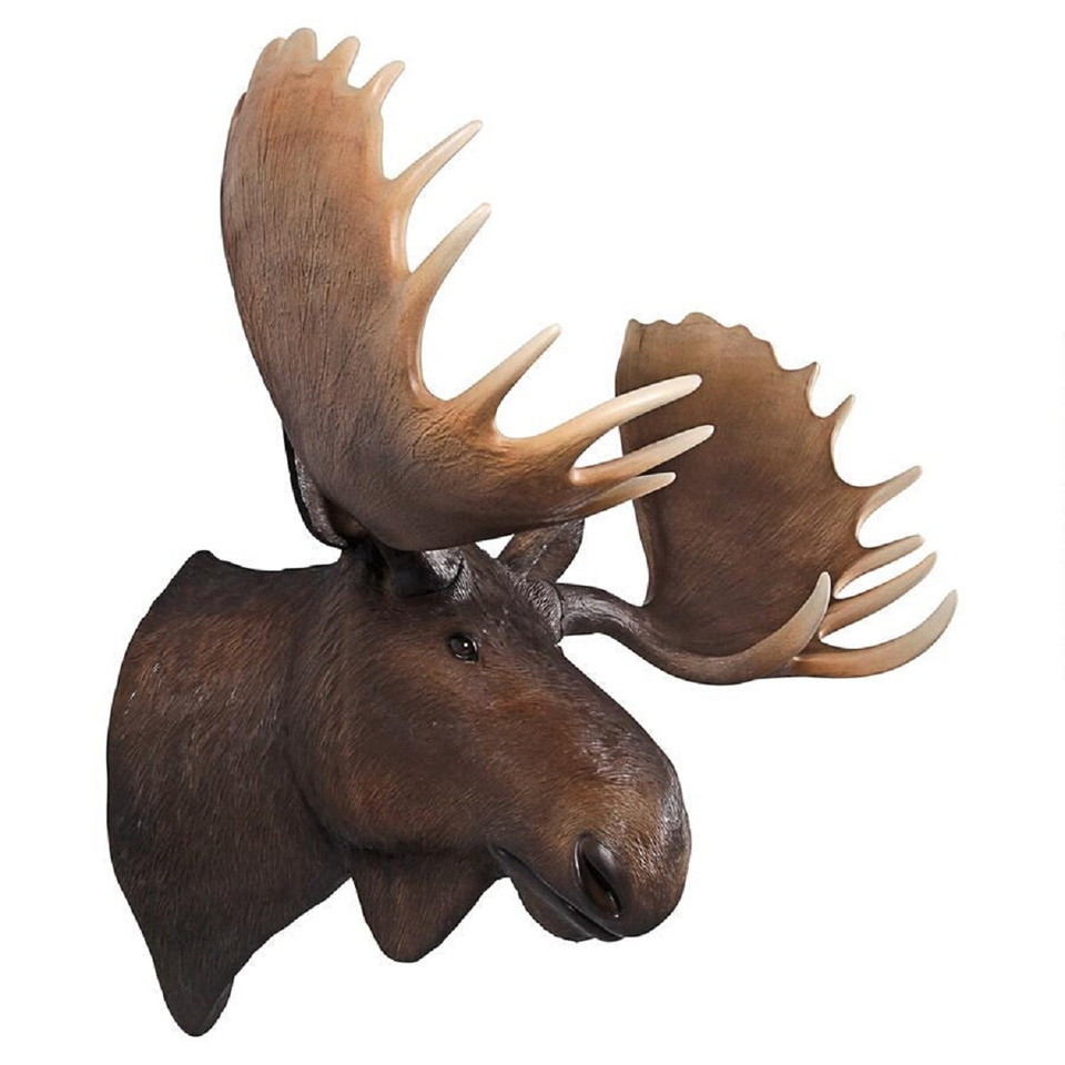 41" Wall Hanging North American Moose Trophy Head | Pool Central