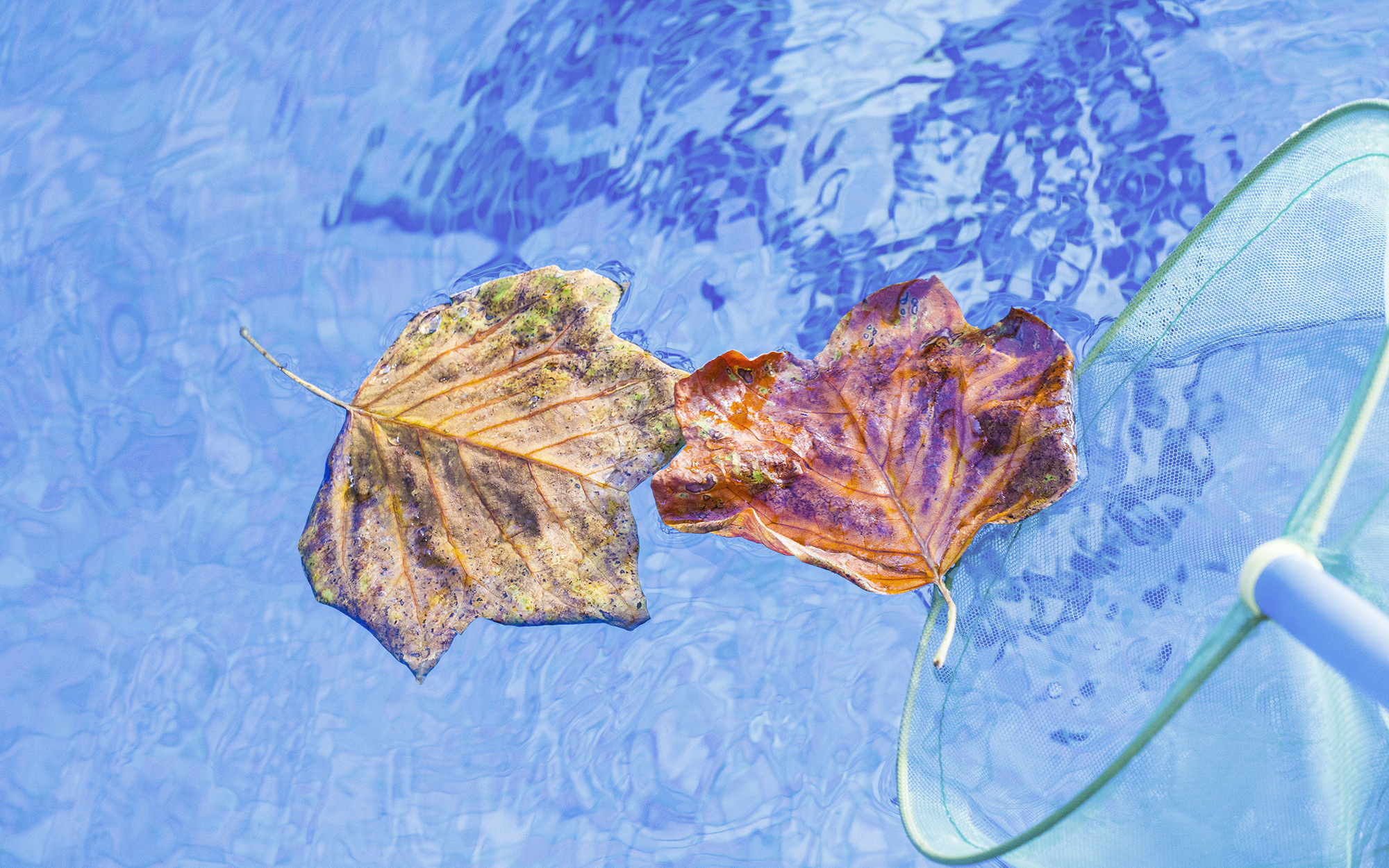 Pool Closing FAQs: Common Questions About Closing Your Pool for the ...