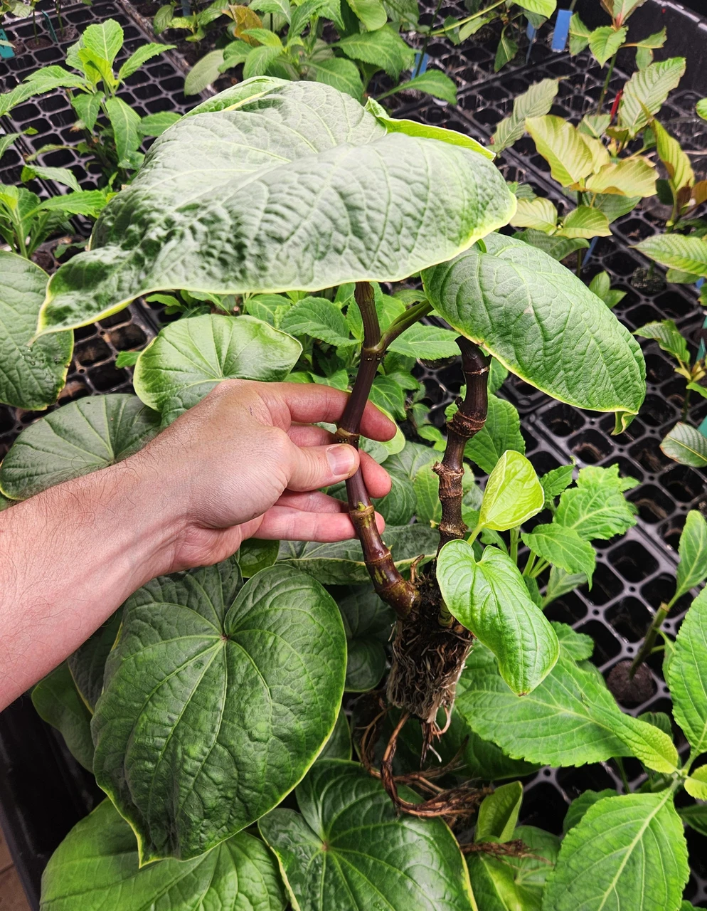 Buy live noble kava plants