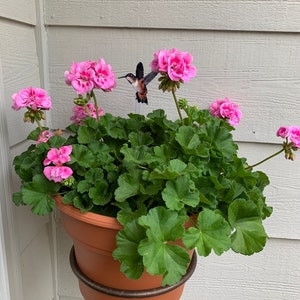 Hummingbird Female - Steel Pot Stake