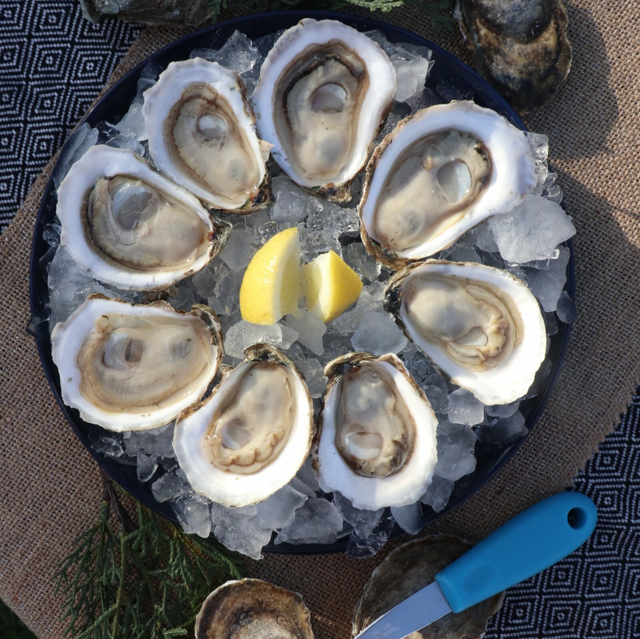 Totten Inlet Virginica Oysters | Taylor Shellfish Farms