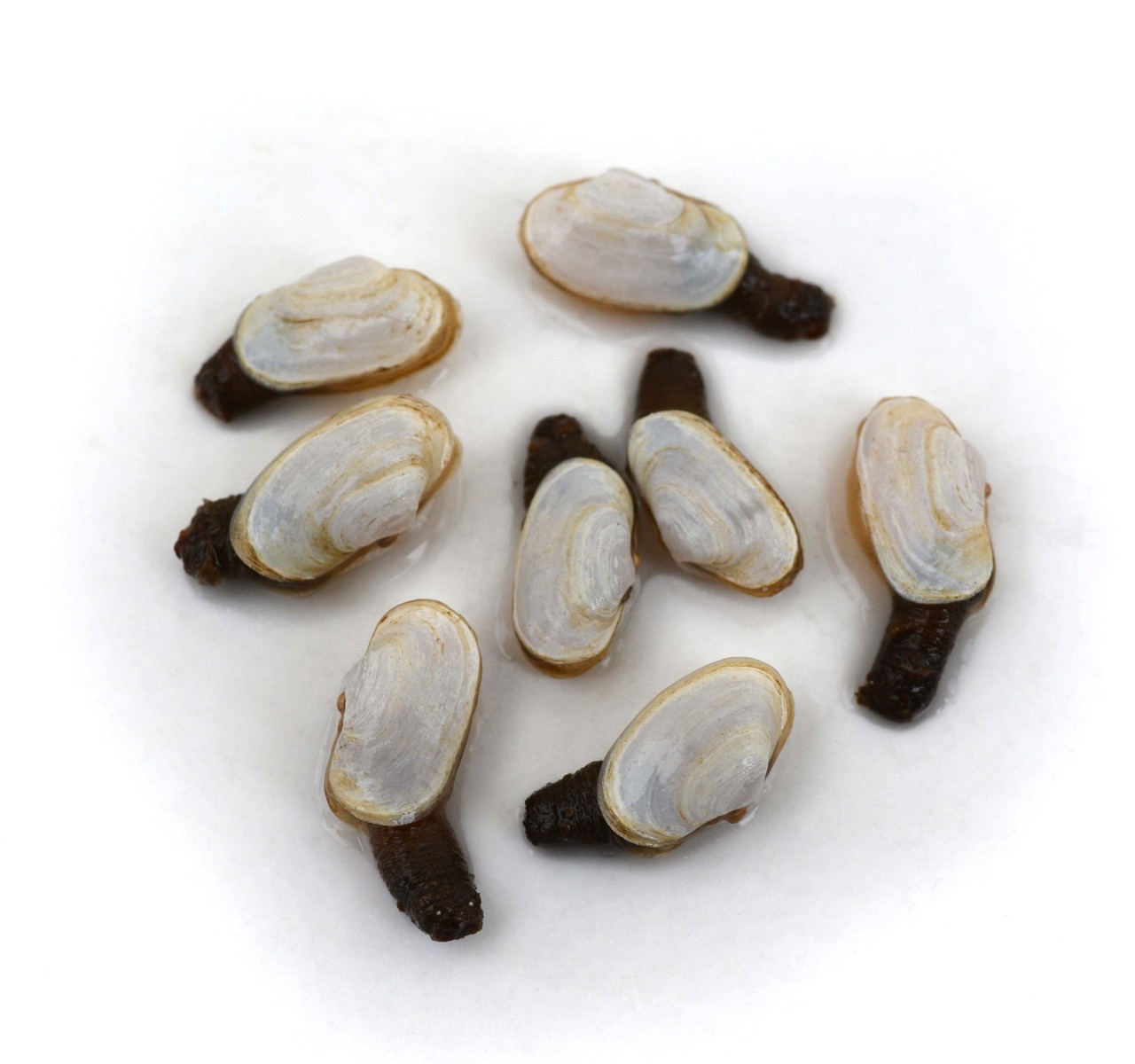 Oyster & Shellfish Seed and Farming Gear | Taylor Shellfish Farms