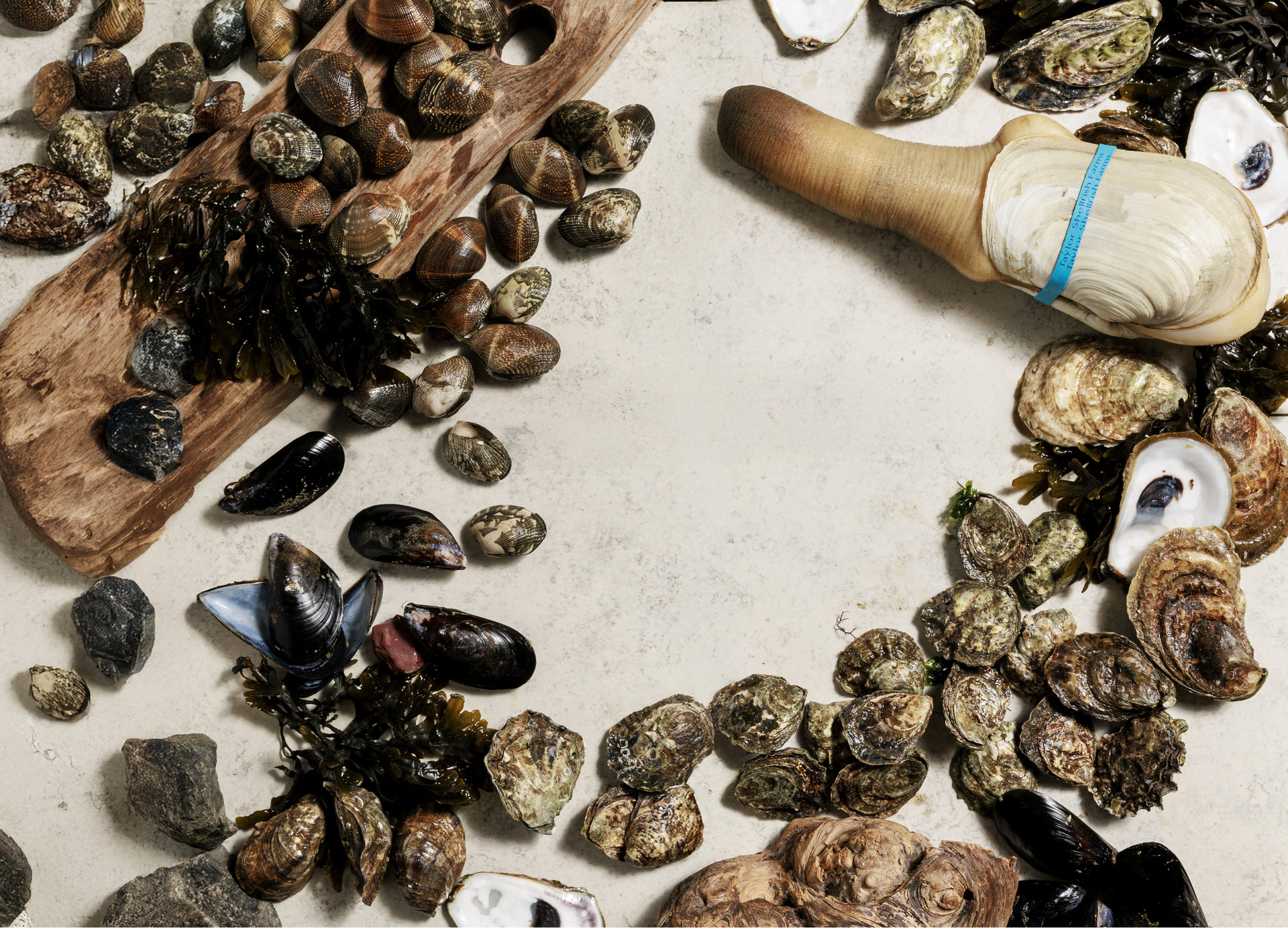 Buy Fresh Clams, Mussels & Geoduck Online | Taylor Shellfish Farms