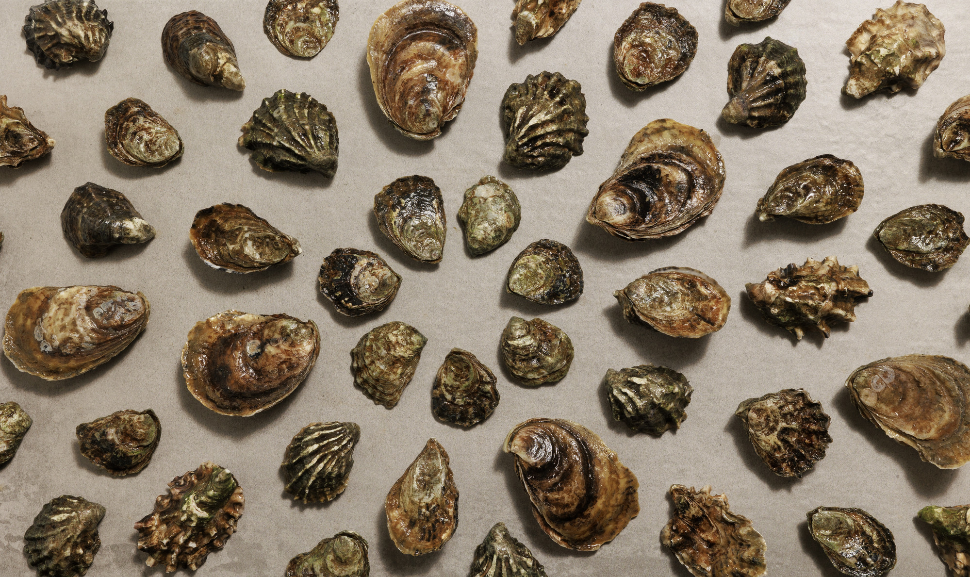 Taylor Shellfish