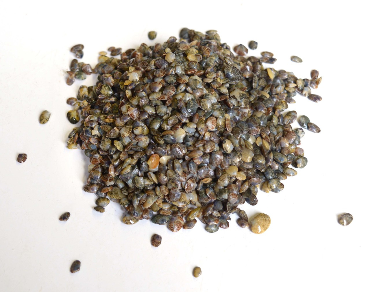 Oyster & Shellfish Seed and Farming Gear | Taylor Shellfish Farms
