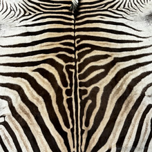 Zebra Skin Grade A -11 | Roje Exotic Leather