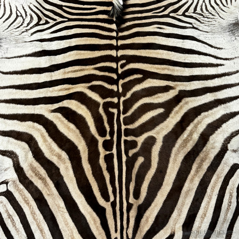 Zebra Skin Grade A -11 | Roje Exotic Leather