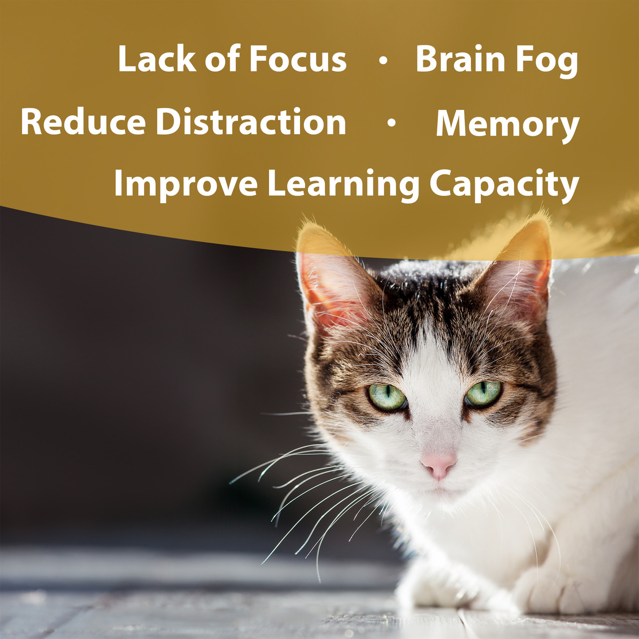Clear Thinking - Enhanced Focus for Pets | Botanical Animal