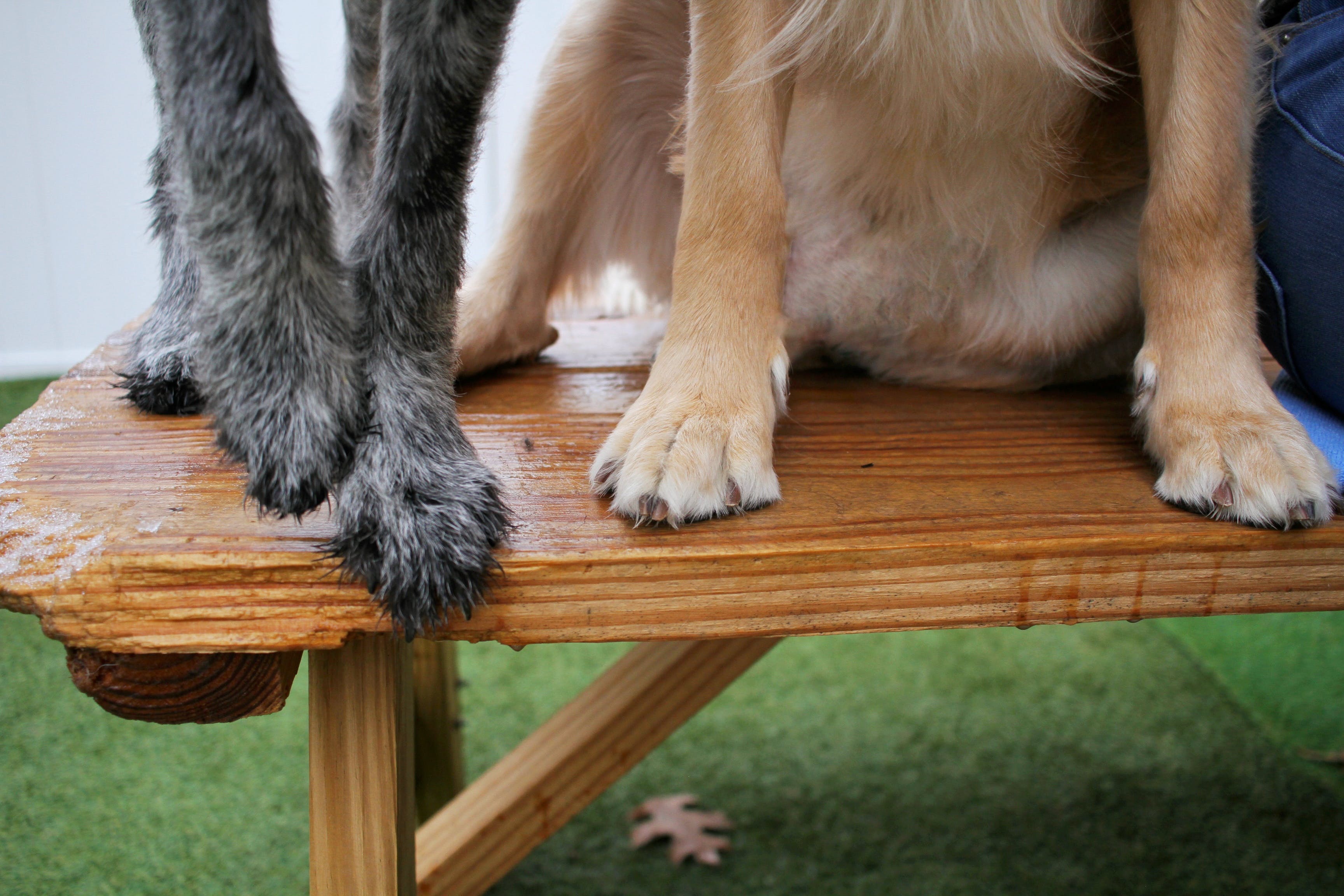 Symptoms of Canine Osteoarthritis - Botanical Animal Flower Essences