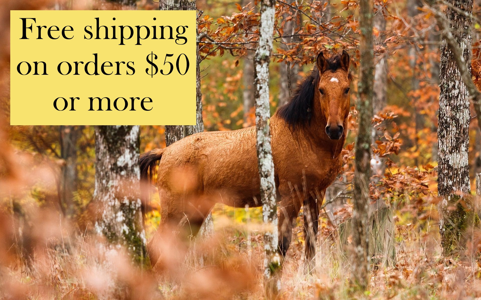 Horse Western Tack and Supplies Online- Carolina Tack Supply