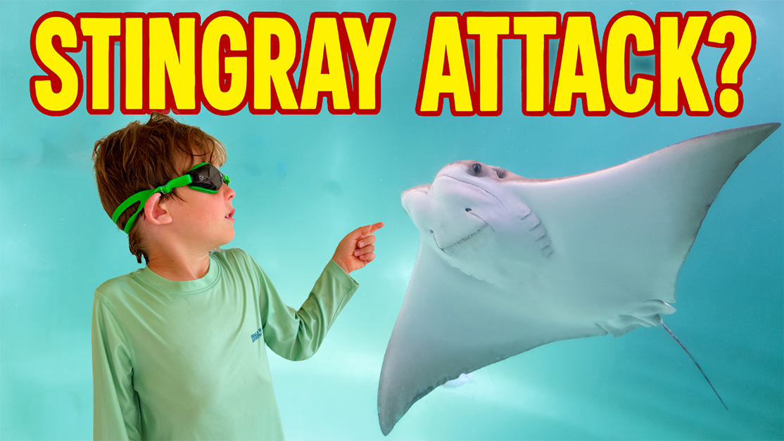 Discovering the Alien-Like Wonders of Stingrays in Florida - Hera + Hermes