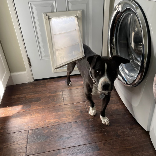 Endura Flap - Door - Glass Pet Doors