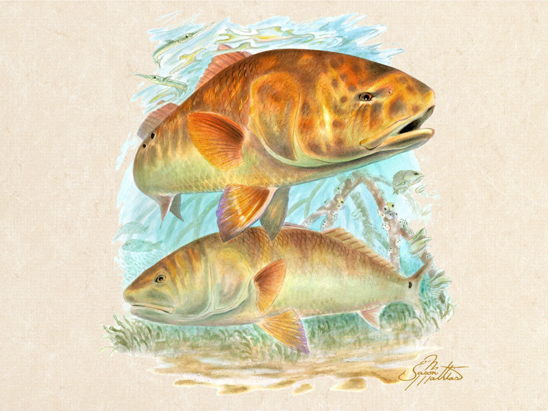 (Original) "Reds Undercover" (Available) - Jason Mathias Art Studios