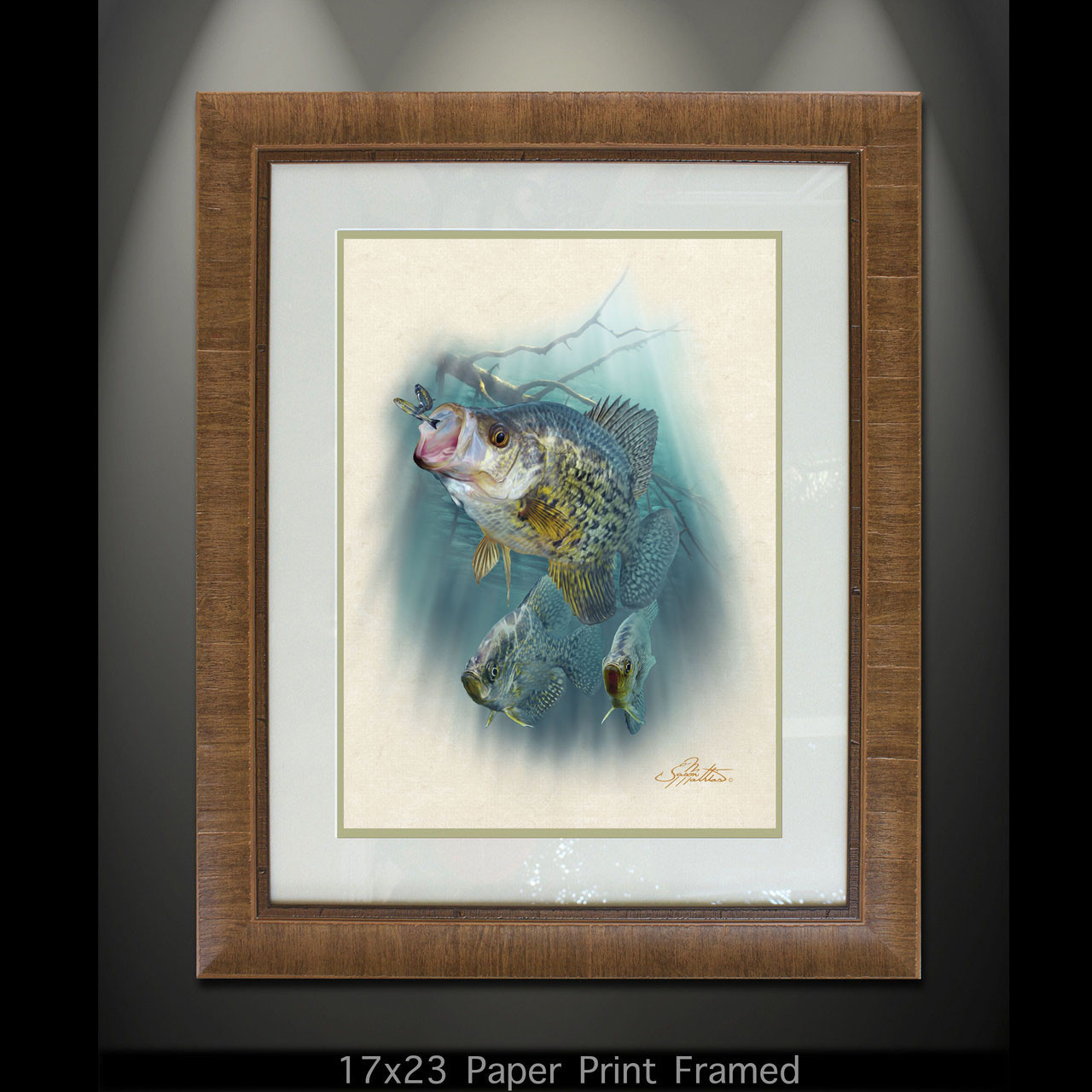 White Crappie - Jason Mathias Art Studios