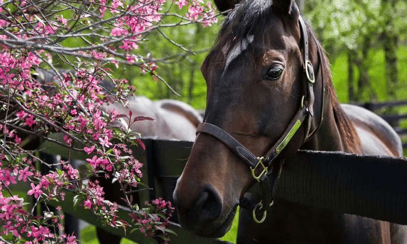 Spring Riding Essentials | Equivont | Gear for Equestrians
