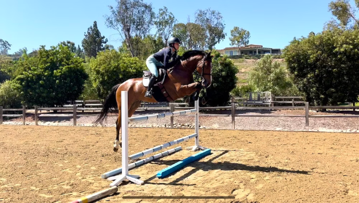 Equifit BELLYBAND® Works Wonders - Equivont