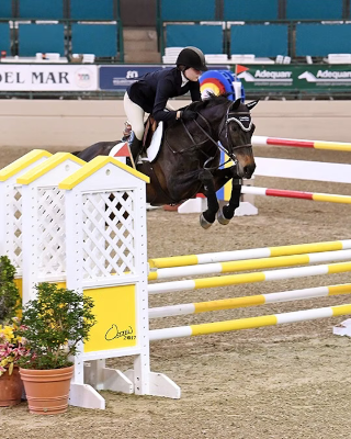 Types of Jumps In Show Jumping - Equivont