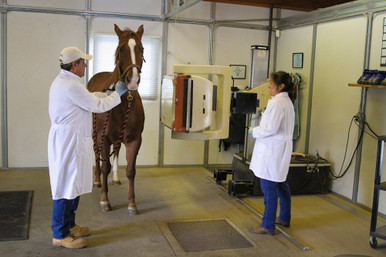 San Dieguito Equine Group: Platelet Rich Plasma (PRP) Therapy - Equivont