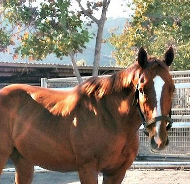 Believe In Hope - OTTB Available for Adoption