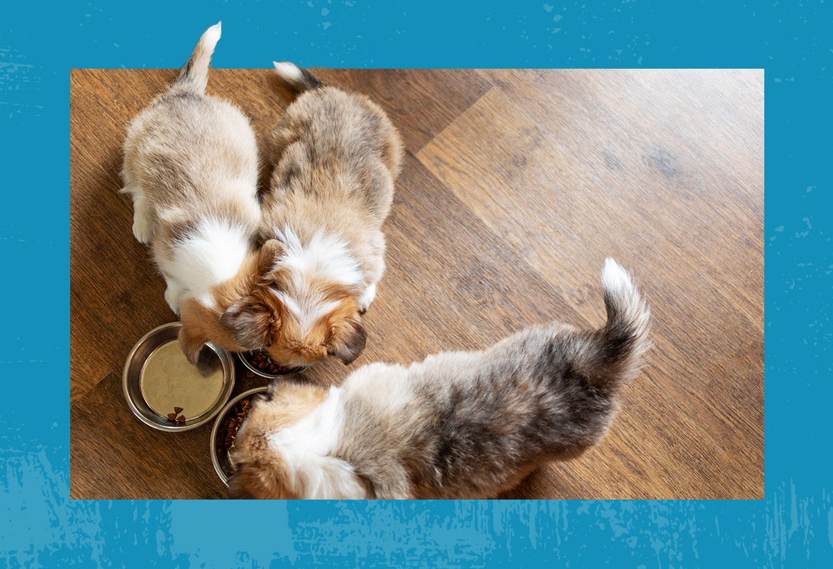 8 Must Have Products for Puppies - Pet Chemist Online