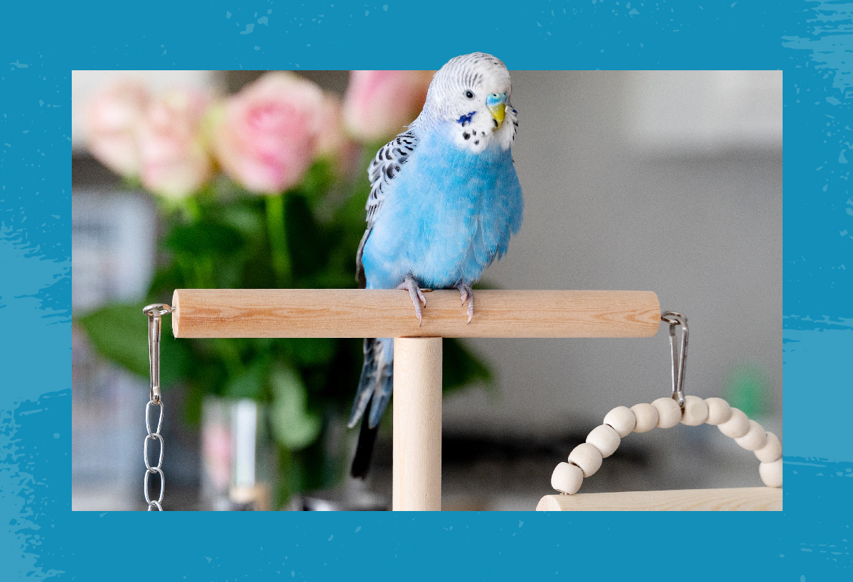 Caring For Your Pet Bird: The Essentials - Pet Chemist Online