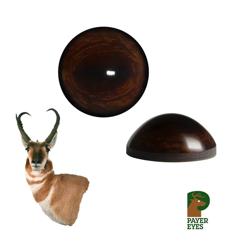 Eyes - Payer Eyes - Matuska Taxidermy Supply Company