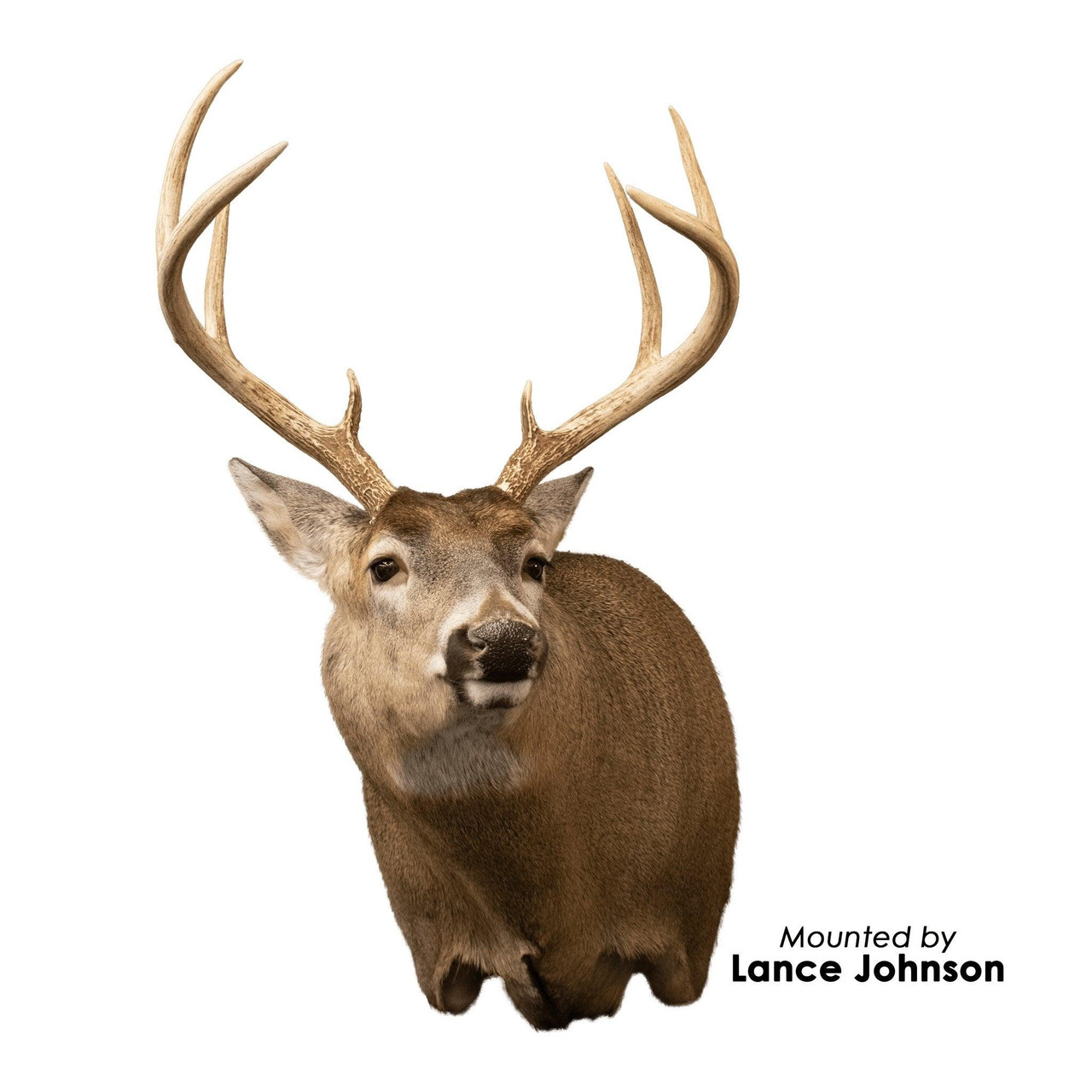 Deer Whitetail Full Sneak Offset Matuska Taxidermy Supply Company