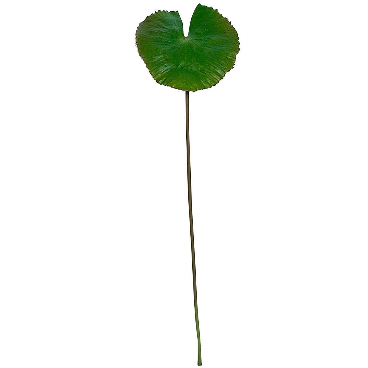 Lily Pad w/ Stem - Matuska Taxidermy Supply Company
