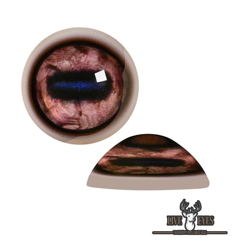 Caribou Eyes (Live Eyes) - Matuska Taxidermy Supply Company