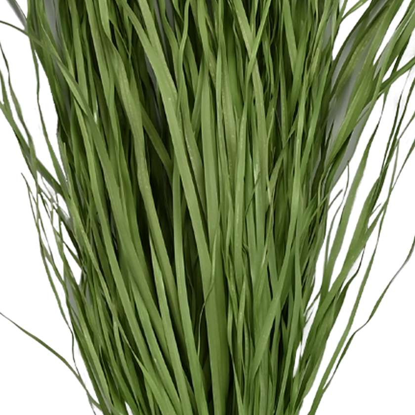 Onion Grass Bundle - Matuska Taxidermy Supply Company