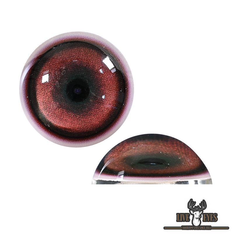 Bear Eyes (Live Eyes) - Matuska Taxidermy Supply Company