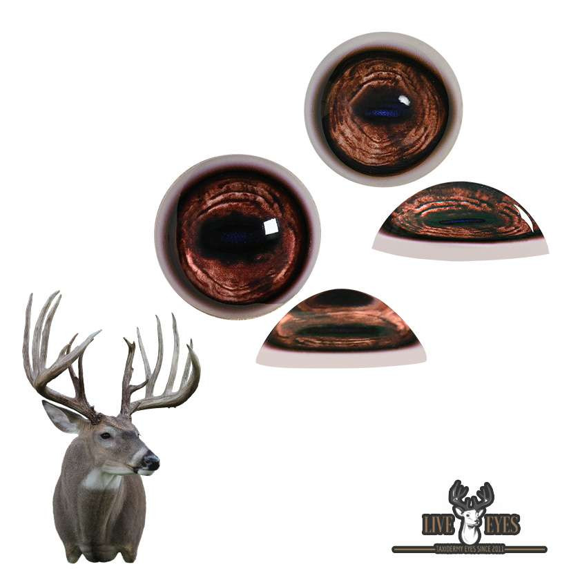 Eyes-Deer (Live-white banded)