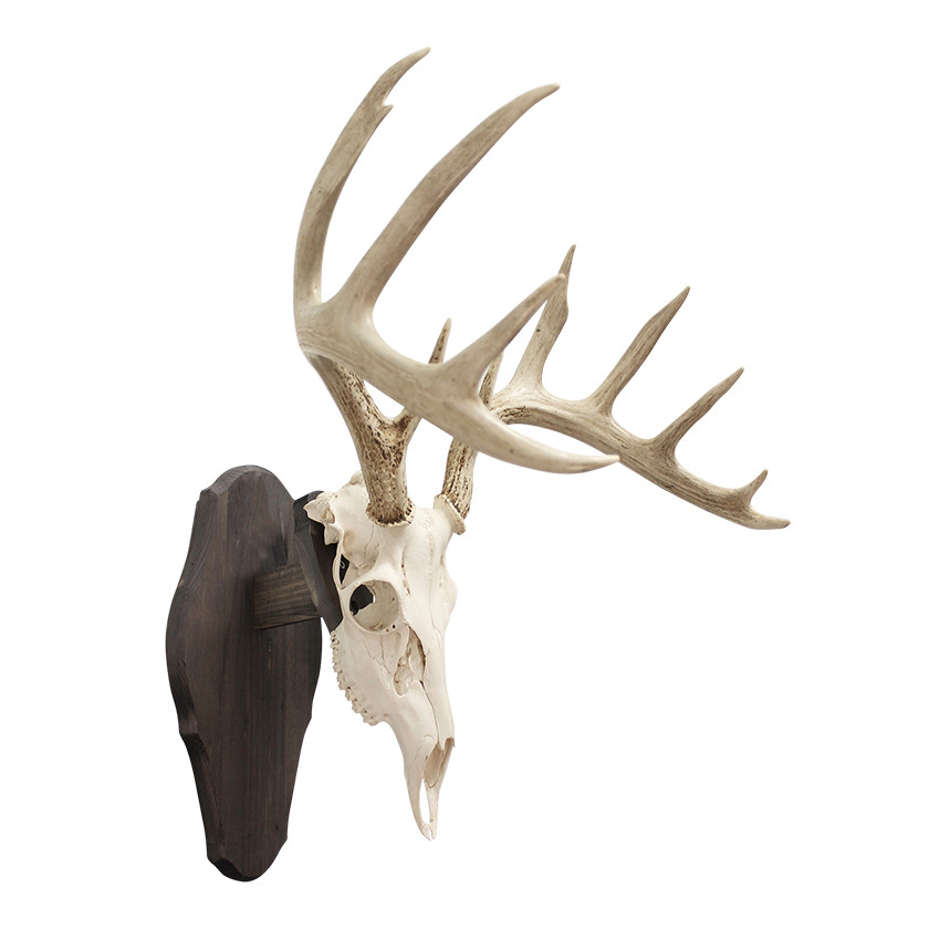 European Skull Display Kit
