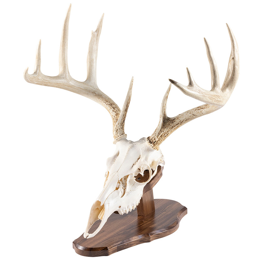 European Skull Display Kit