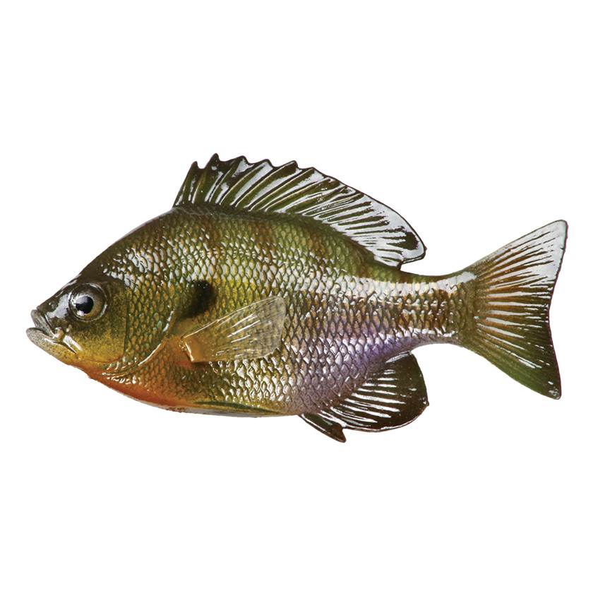 Reproduction Chase Fish | Bluegill