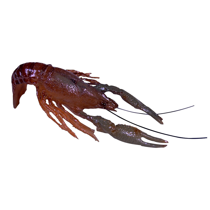 Reproduction Chase Fish | Crayfish