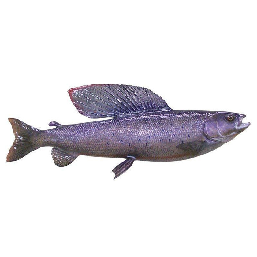 Grayling Fish Reproduction (S-Curve) - Matuska Taxidermy Supply Company