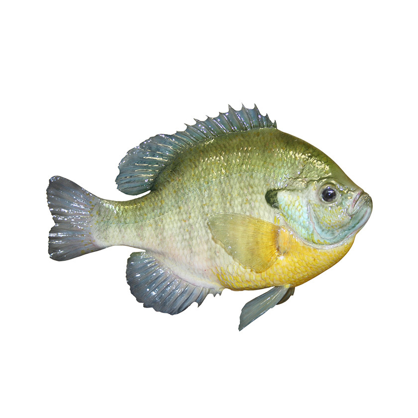 Fish Fill - Matuska Taxidermy Supply Company