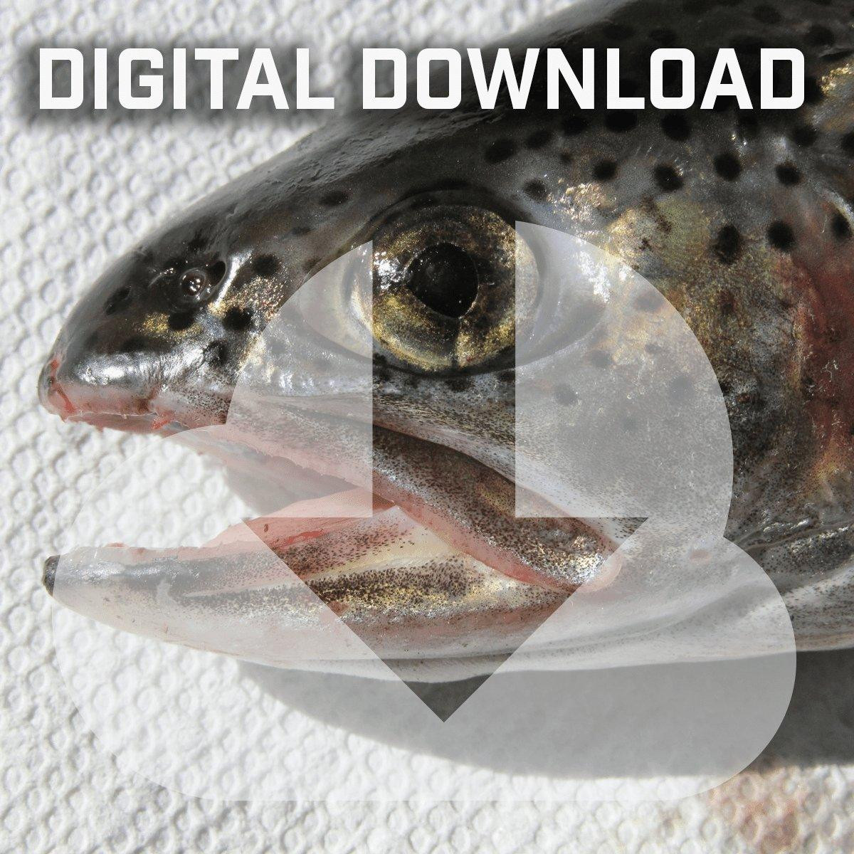 Fish Reference Photos - Matuska Taxidermy Supply Company