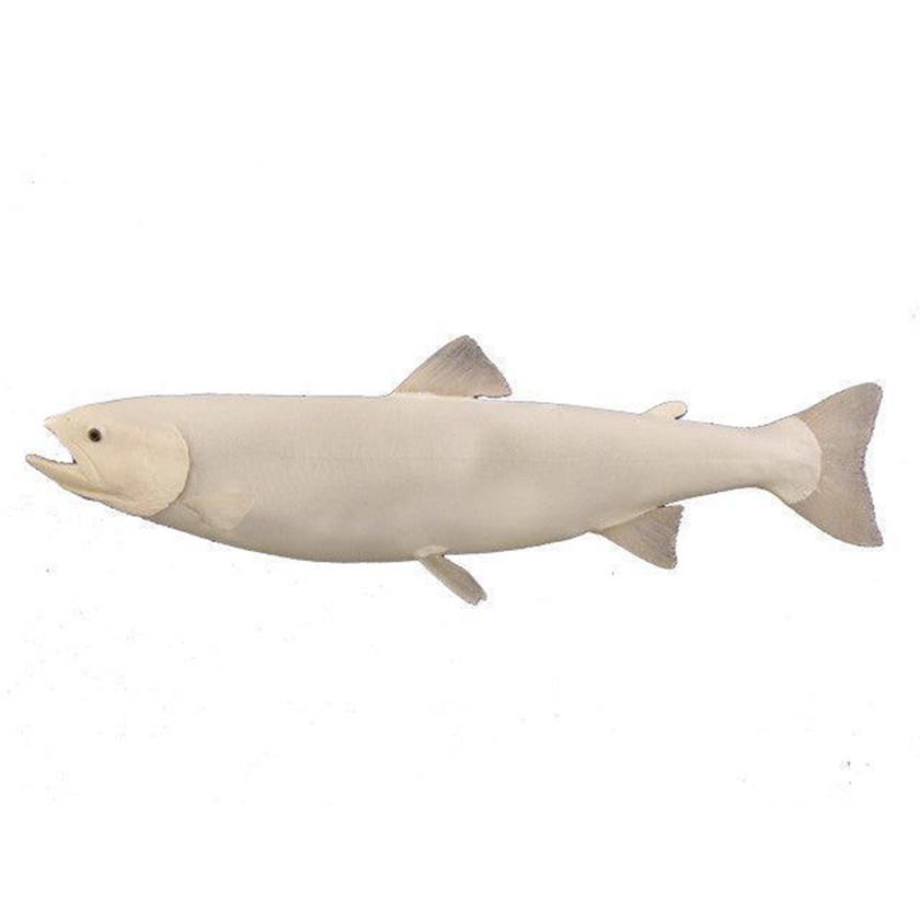 Arctic Char Fish Reproduction - Matuska Taxidermy Supply Company