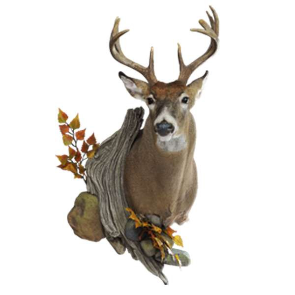 Driftwood Wall Scenery with Rocks - Matuska Taxidermy Supply Company