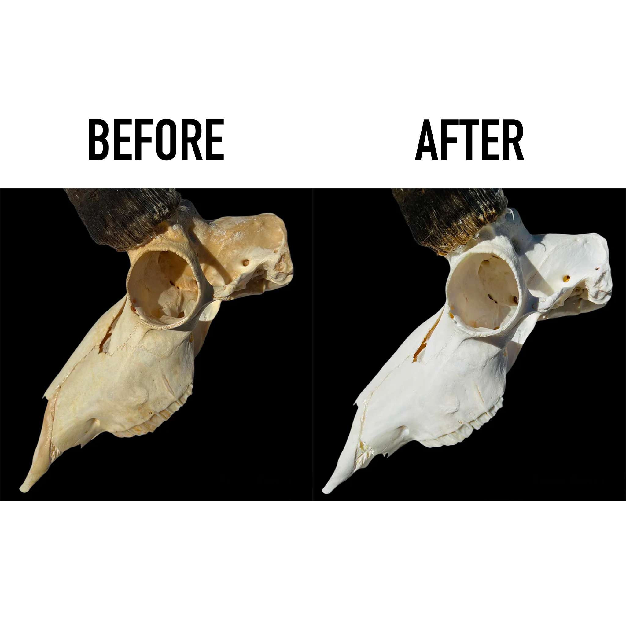 BoneBrite Whitening/Degreaser Kit - Matuska Taxidermy Supply Company