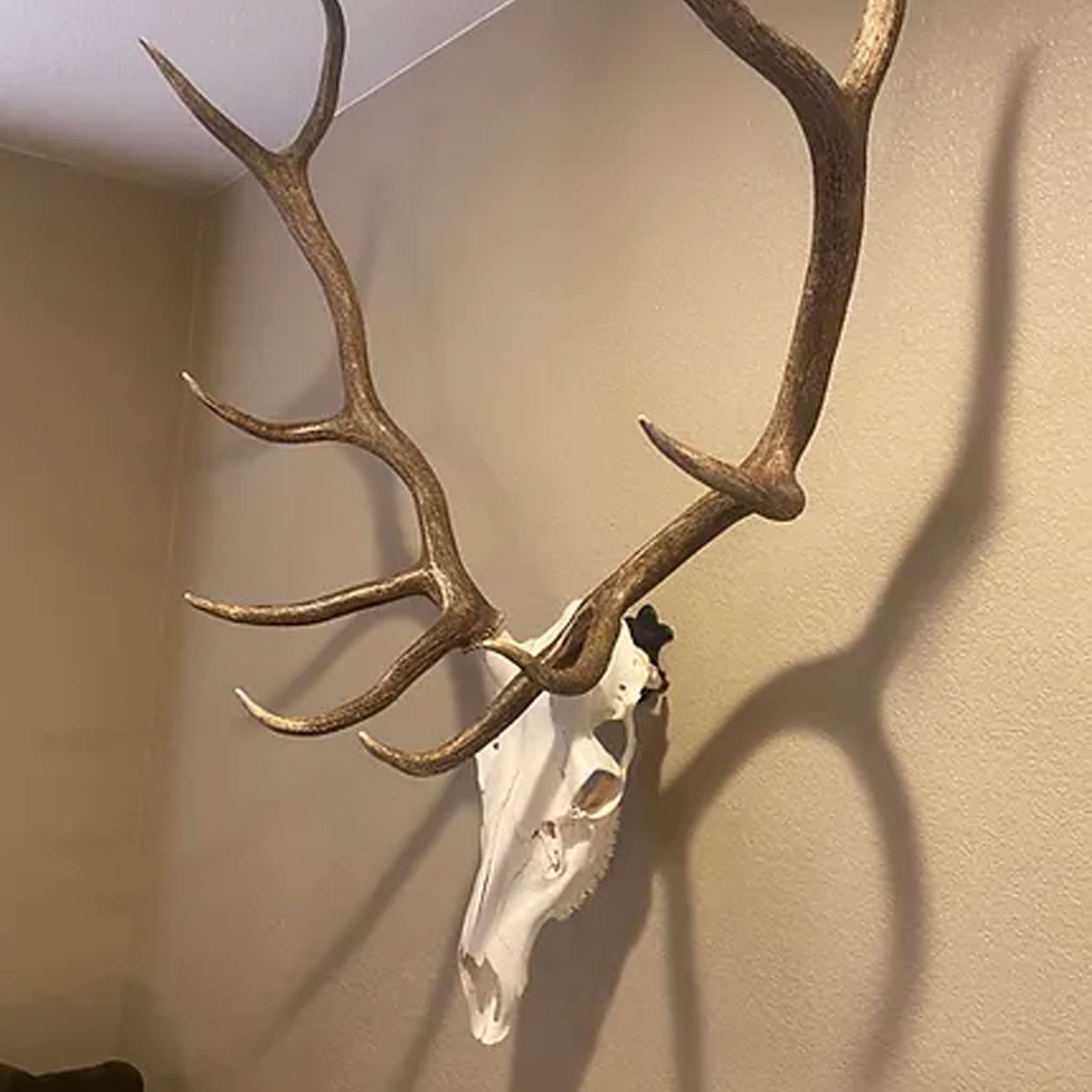 Skull Brackets - Matuska Taxidermy Supply Company