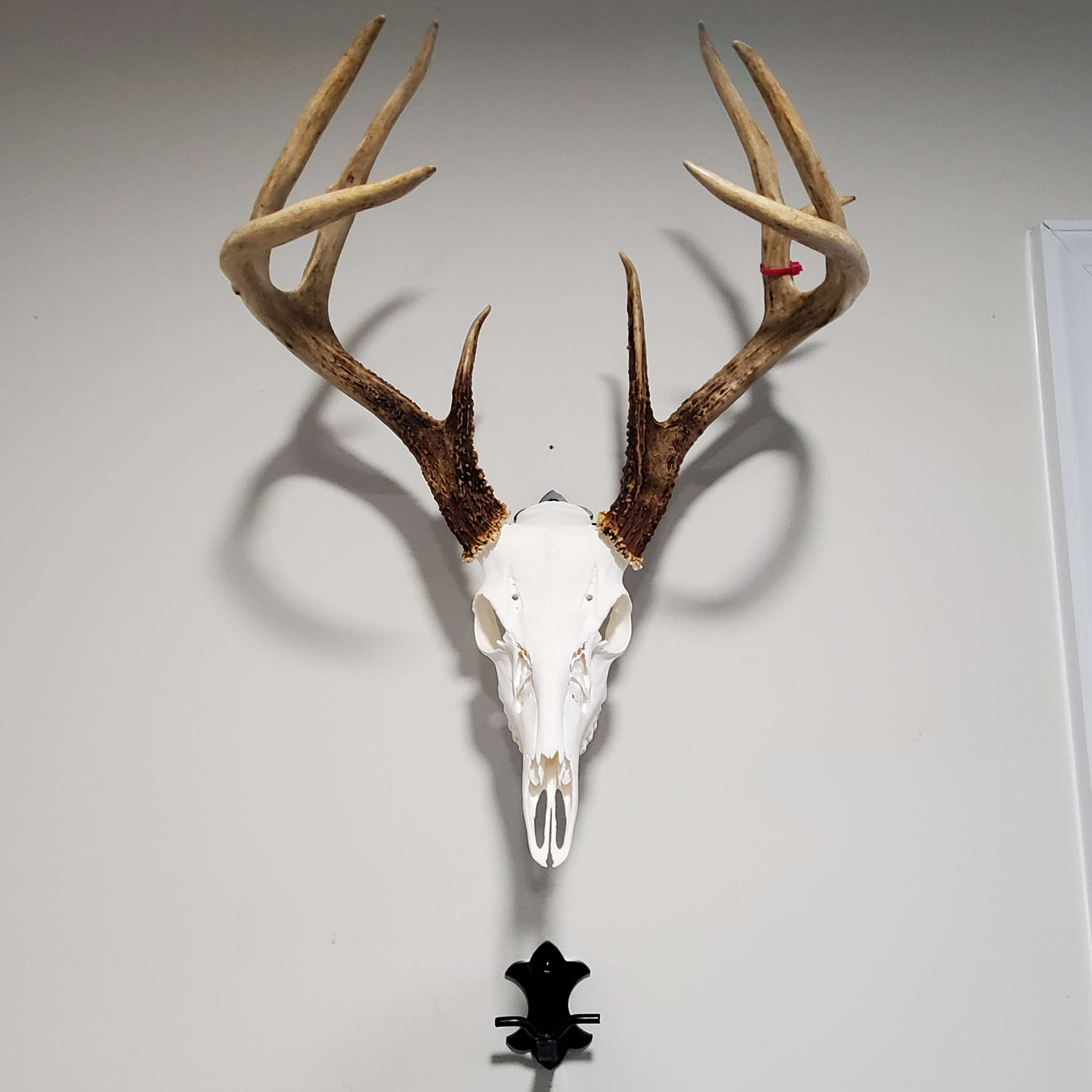 Skull Brackets - Matuska Taxidermy Supply Company