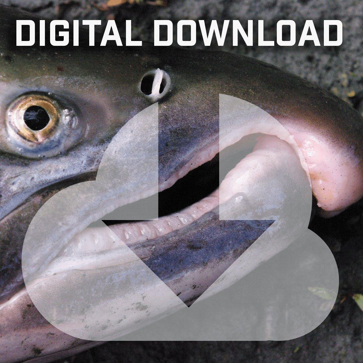 Fish Reference Photos - Matuska Taxidermy Supply Company