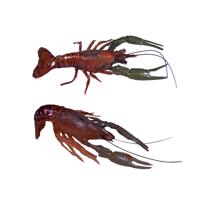Reproduction Chase Fish | Crayfish