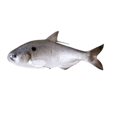 Gizzard Shad - Reproduction Chase Fish Matuska Taxidermy